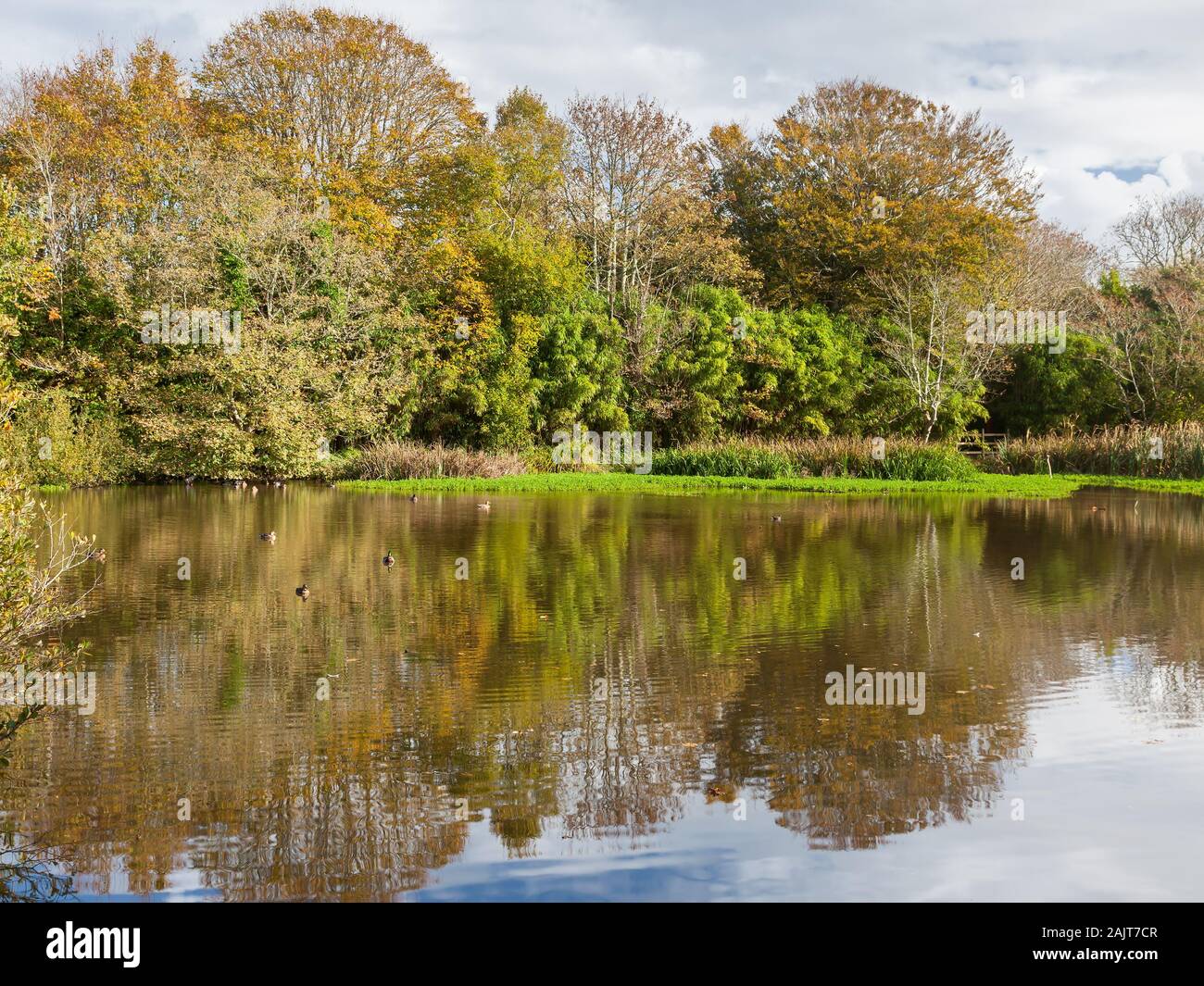 The historic Hayle Millpond Cornwall England UK Europe Stock Photo - Alamy