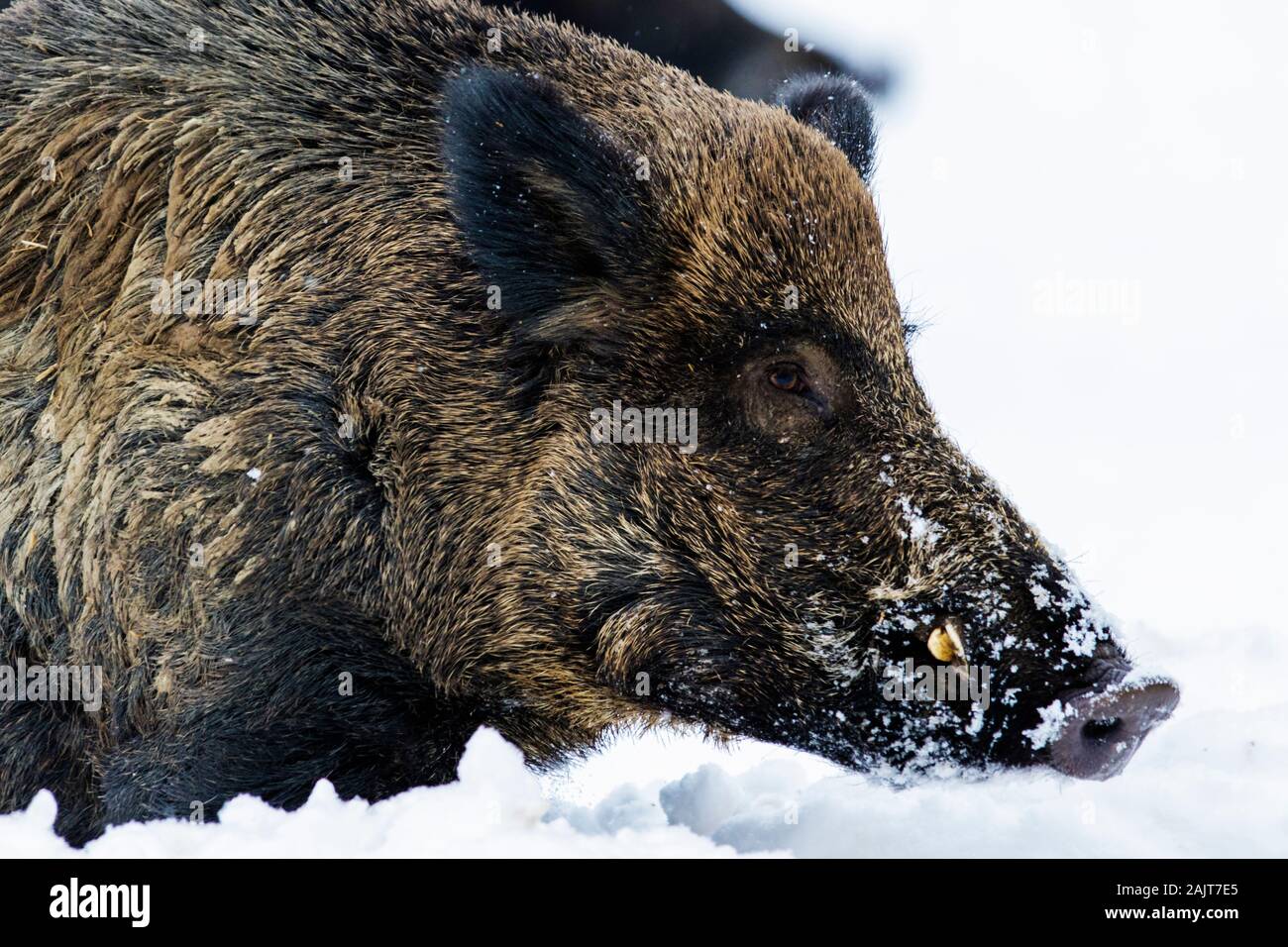 wild boar in winter Stock Photo - Alamy