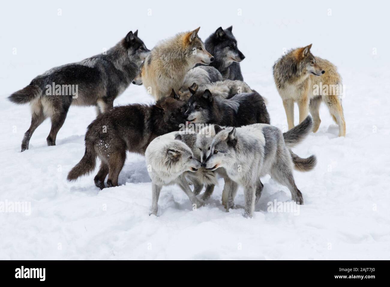 wolf pack in winter Stock Photo - Alamy