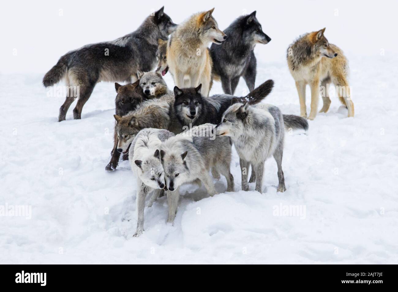 wolf pack in winter Stock Photo - Alamy