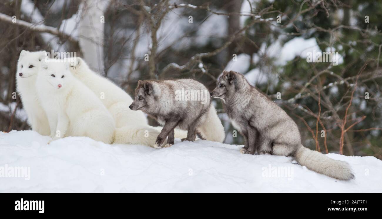 Arctic fox in winter Stock Photo - Alamy
