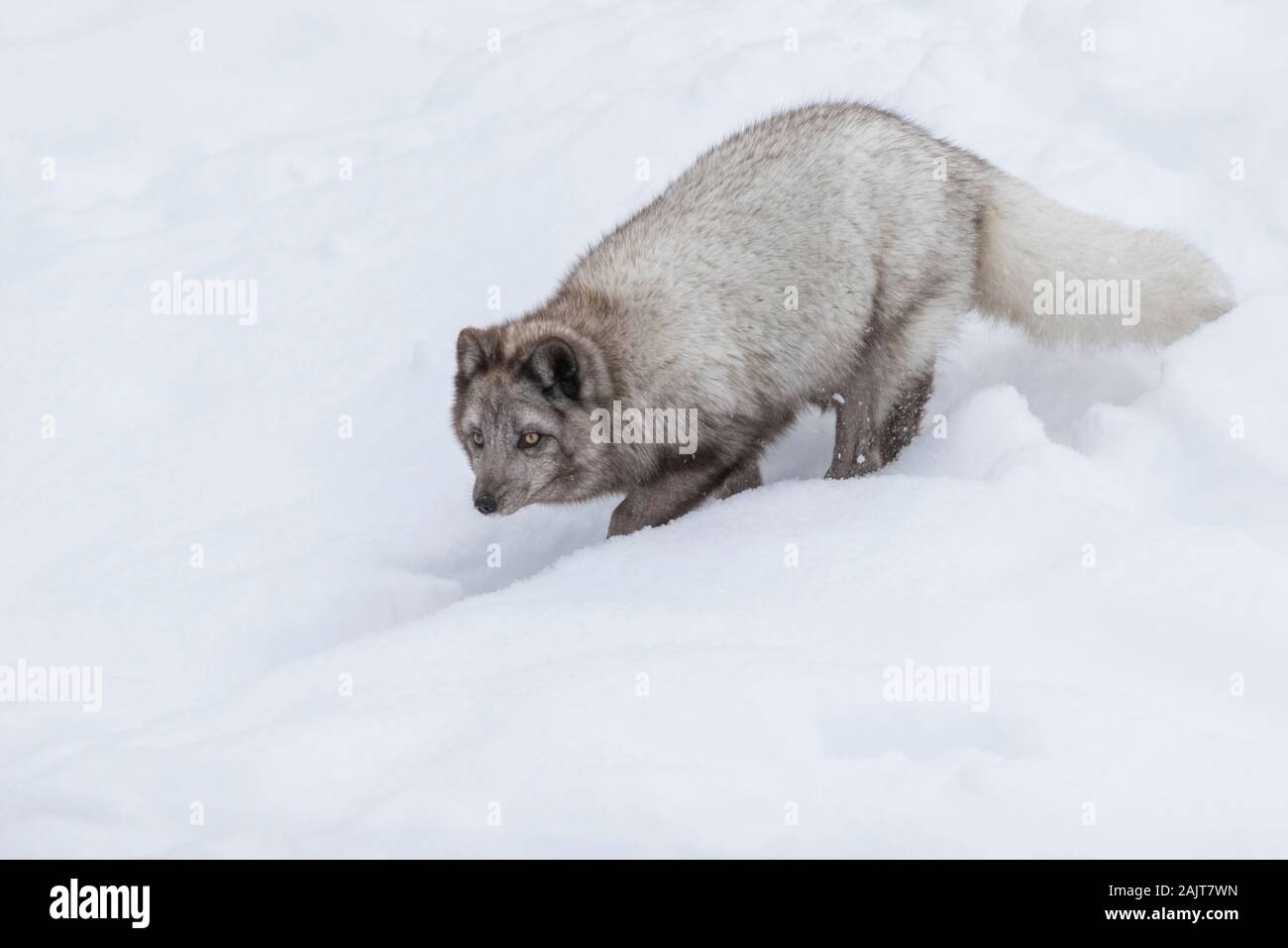Arctic fox in winter Stock Photo - Alamy