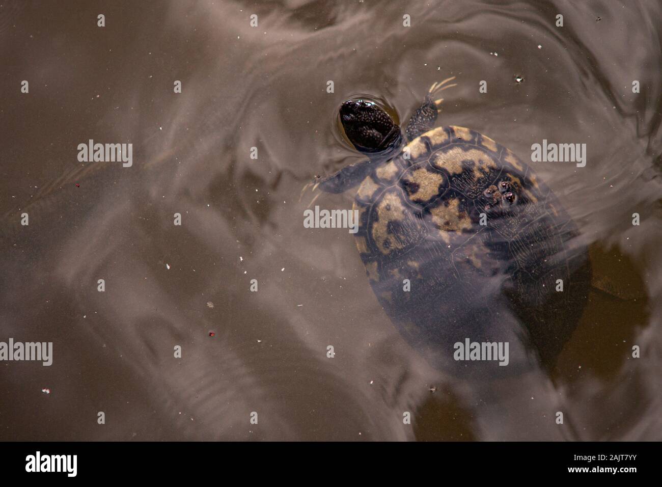 Dominican Turtle in lagoon 11 Stock Photo - Alamy