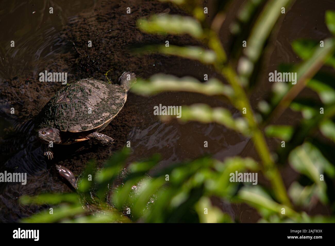 Dominican Turtle in lagoon 9 Stock Photo - Alamy