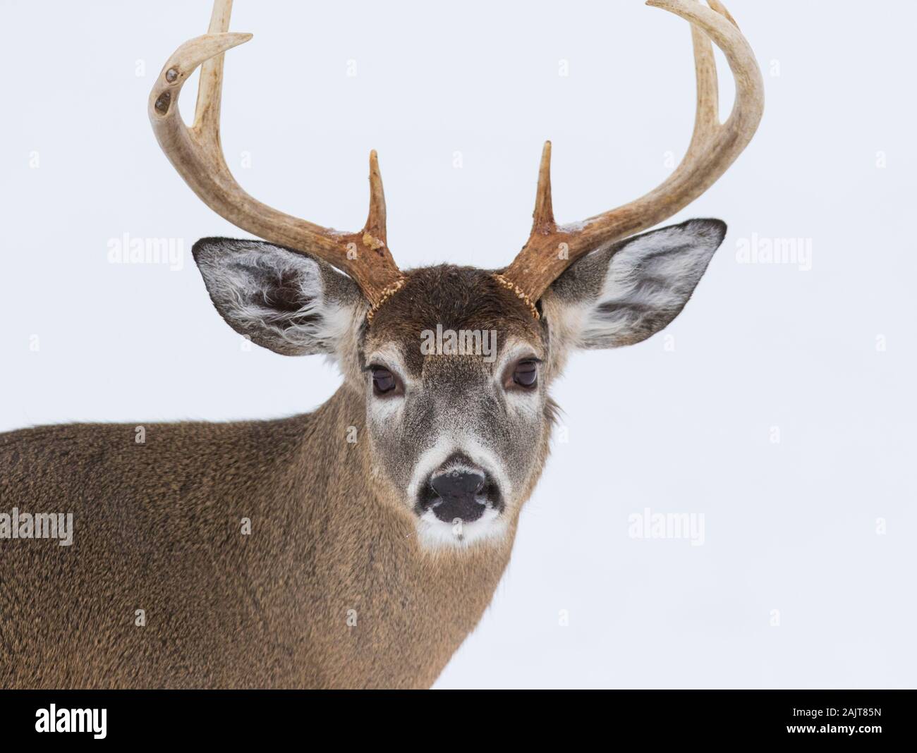 white-tailed deer (Odocoileus virginianus), also known as the whitetail ...