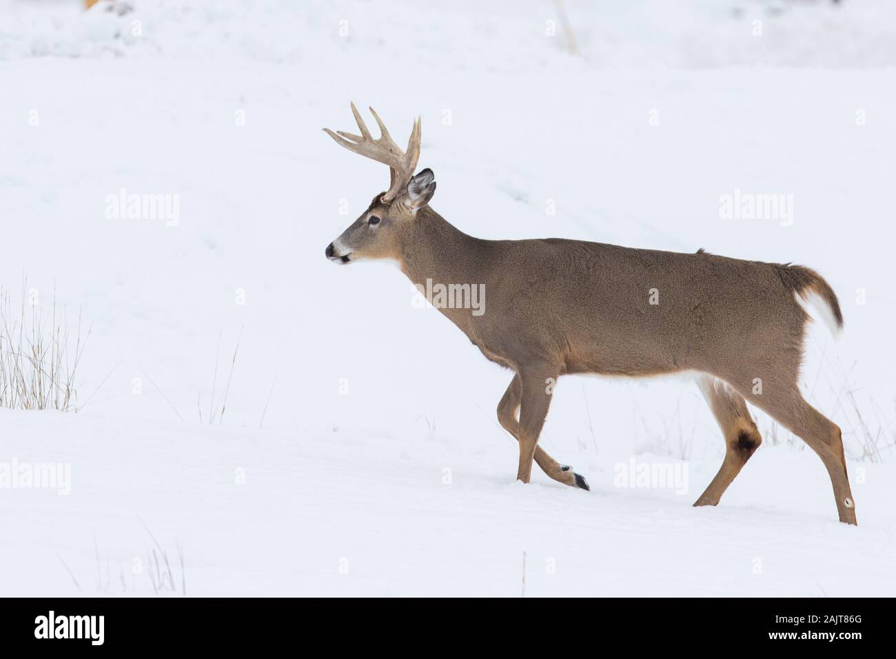white-tailed deer (Odocoileus virginianus), also known as the whitetail ...