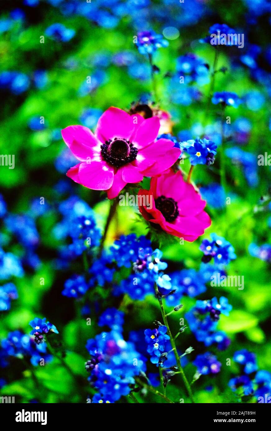 Adonis Flowers High Resolution Stock Photography and Images - Alamy