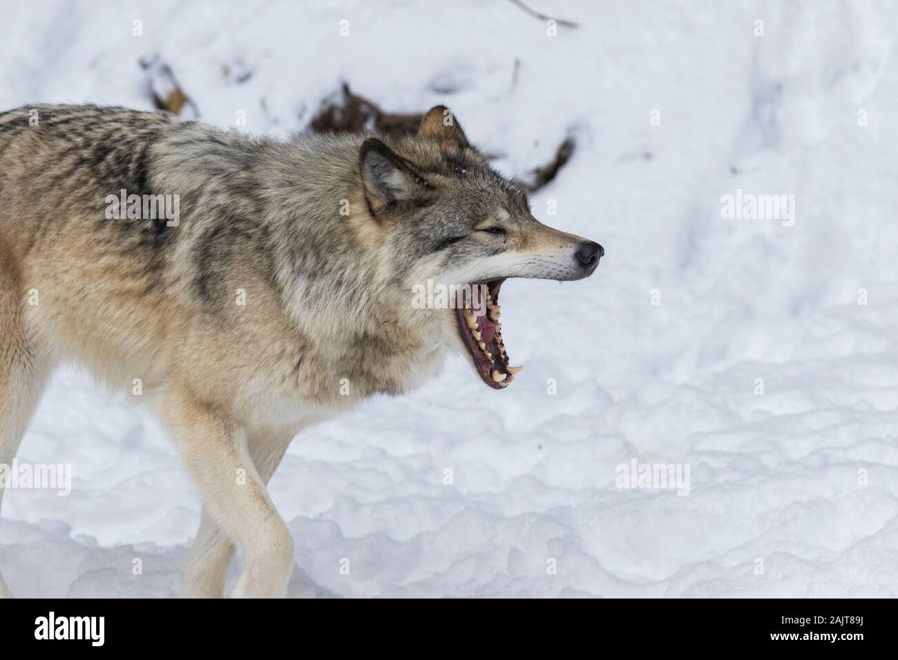 Timber wolf portrait in winter Stock Photo - Alamy