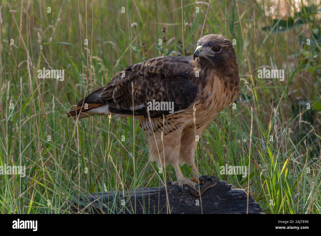 Hawk eating snake hi-res stock photography and images - Alamy