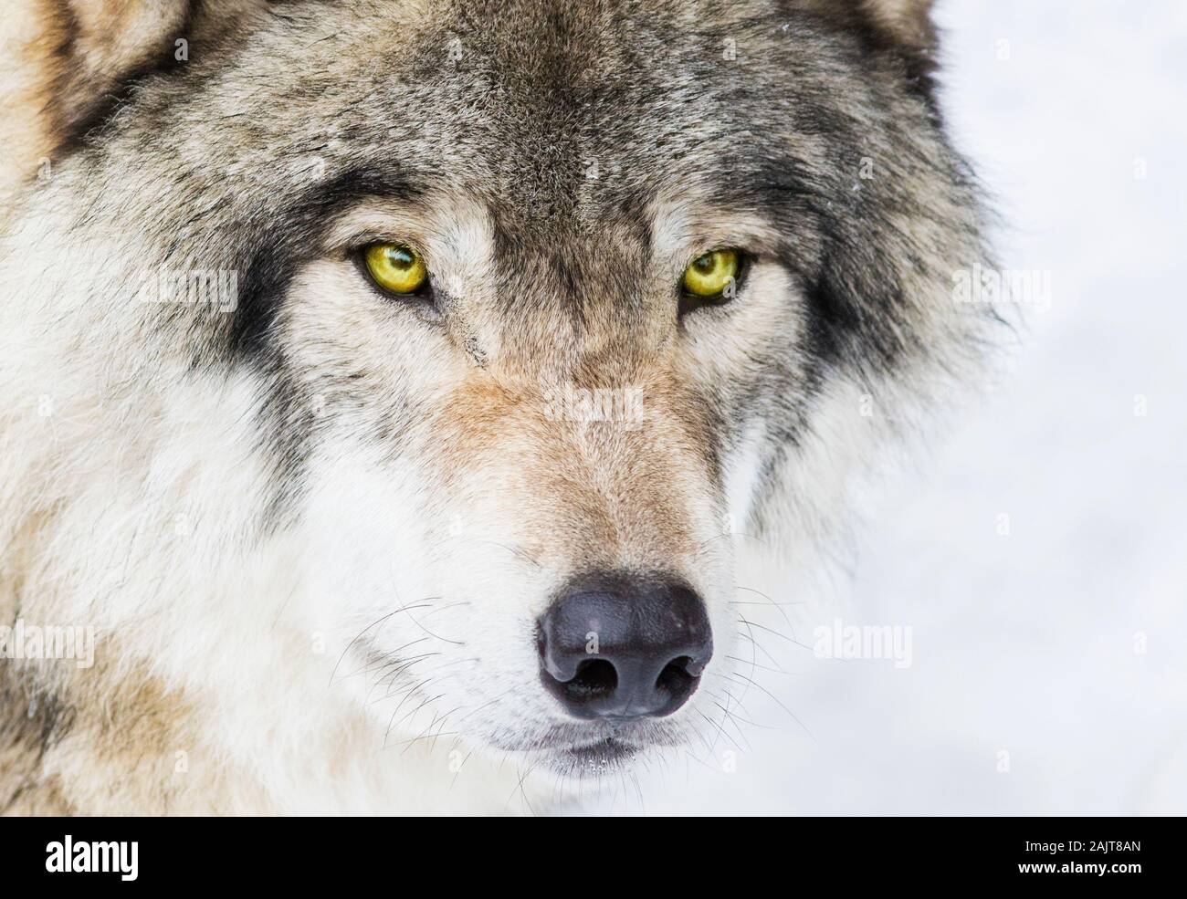 Timber wolf portrait in winter Stock Photo - Alamy