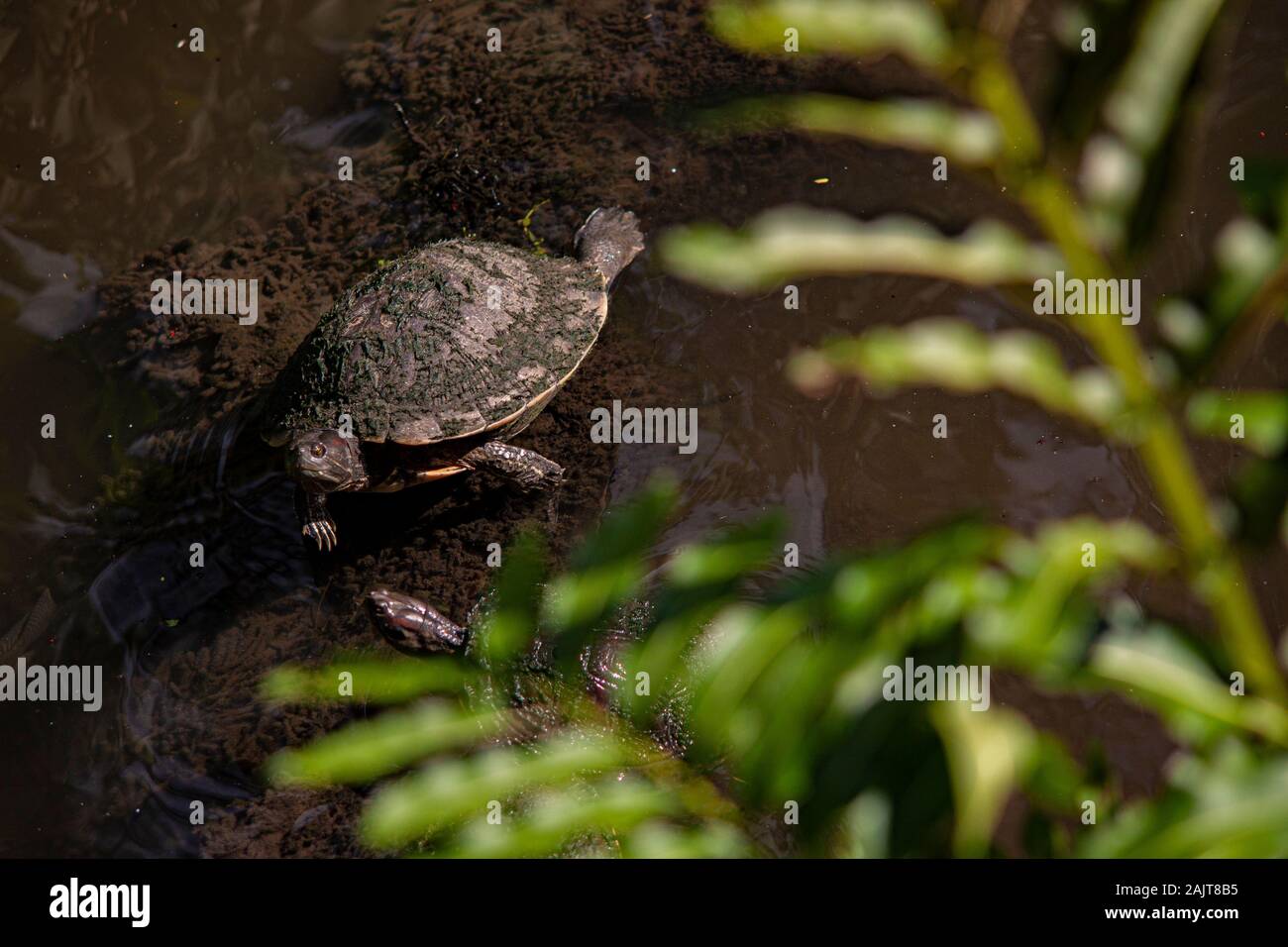 Dominican Turtle in lagoon 10 Stock Photo - Alamy
