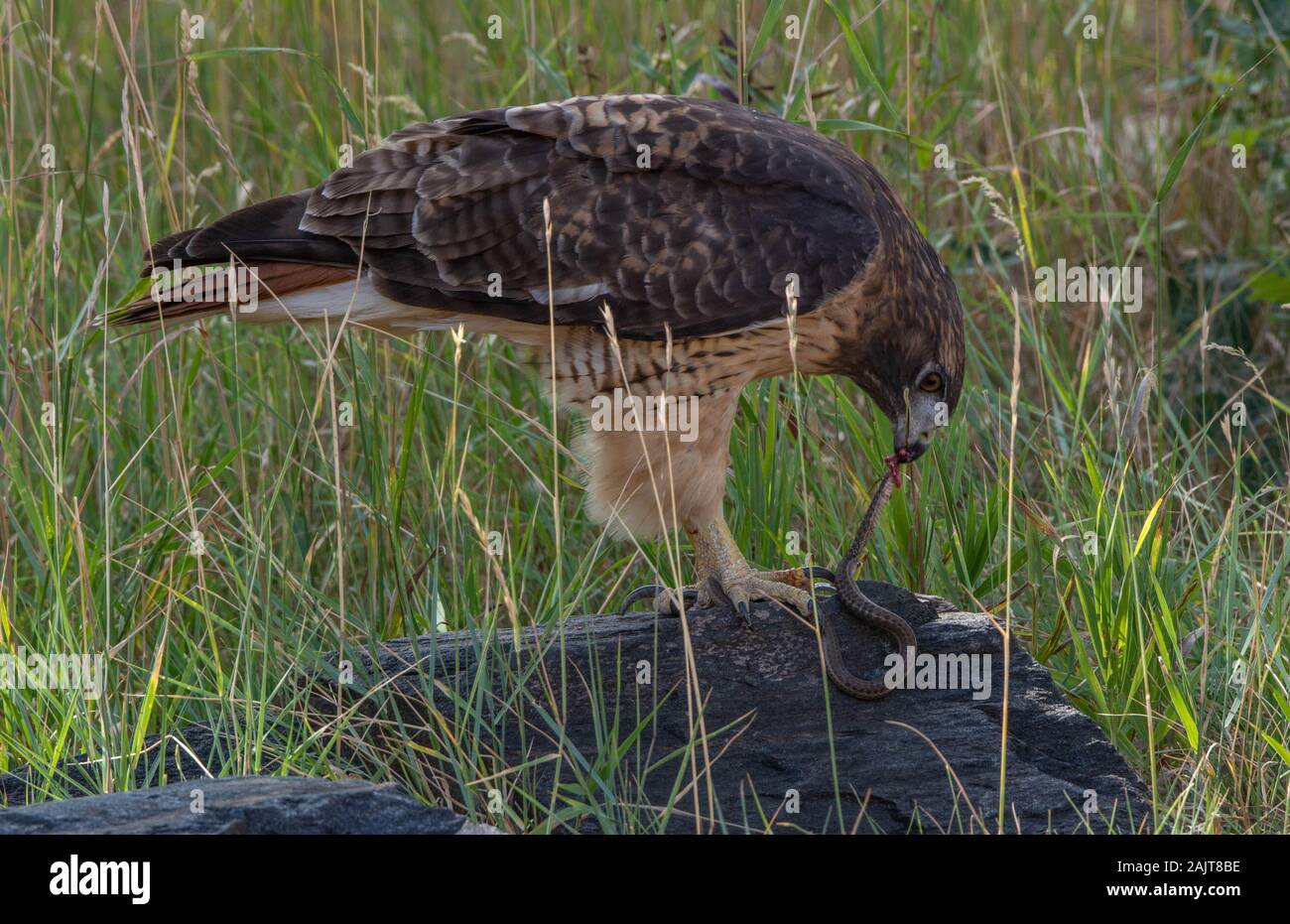 Red Tailed Hawk Eating Snake