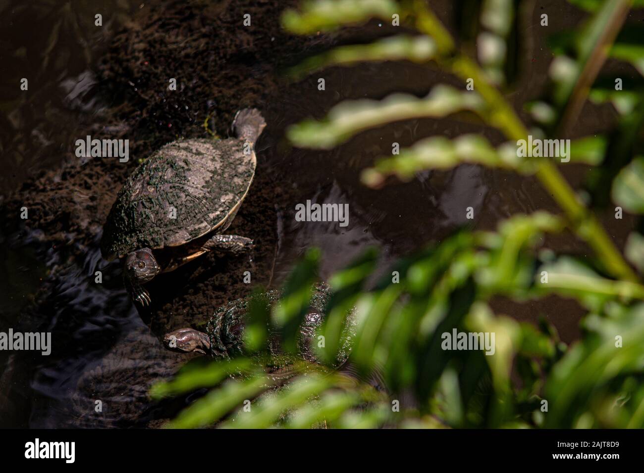 Dominican Turtle in lagoon 7 Stock Photo - Alamy