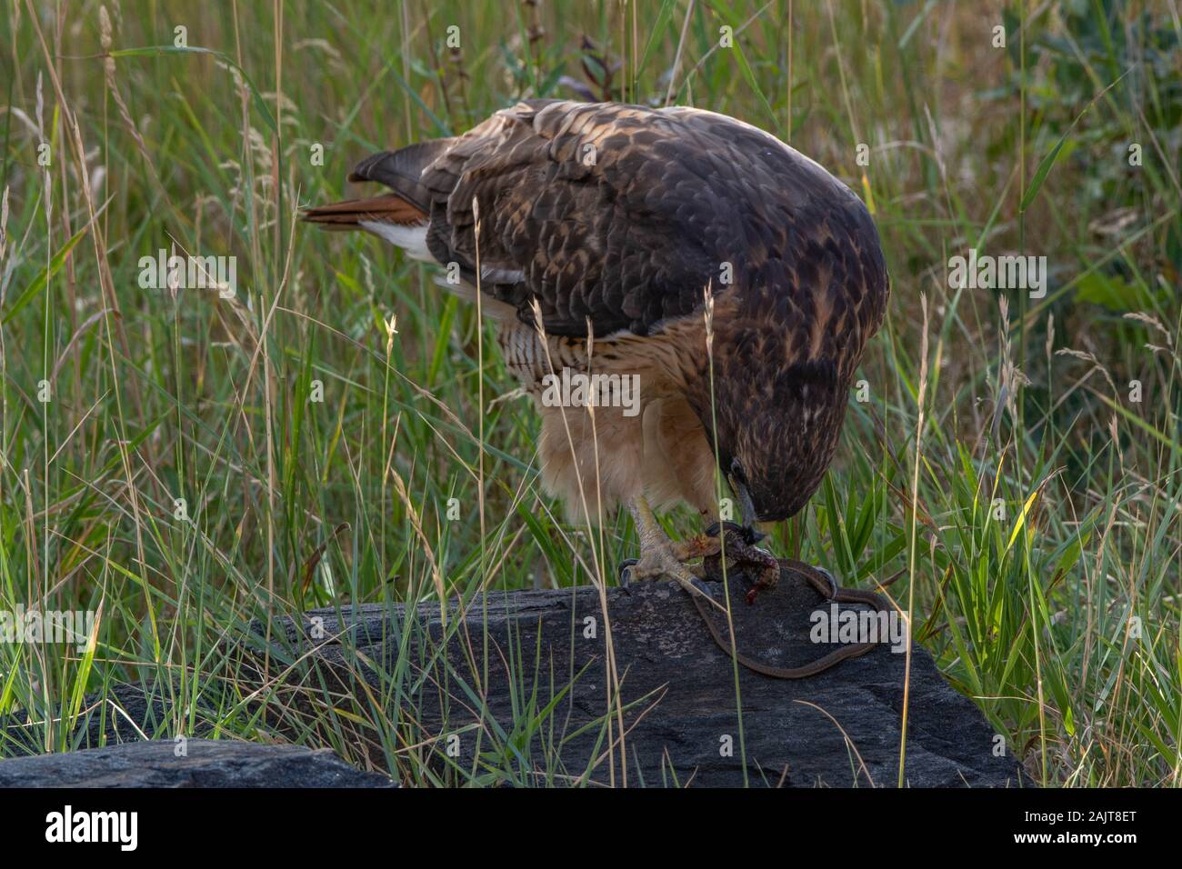 Preying hawk hi-res stock photography and images - Alamy