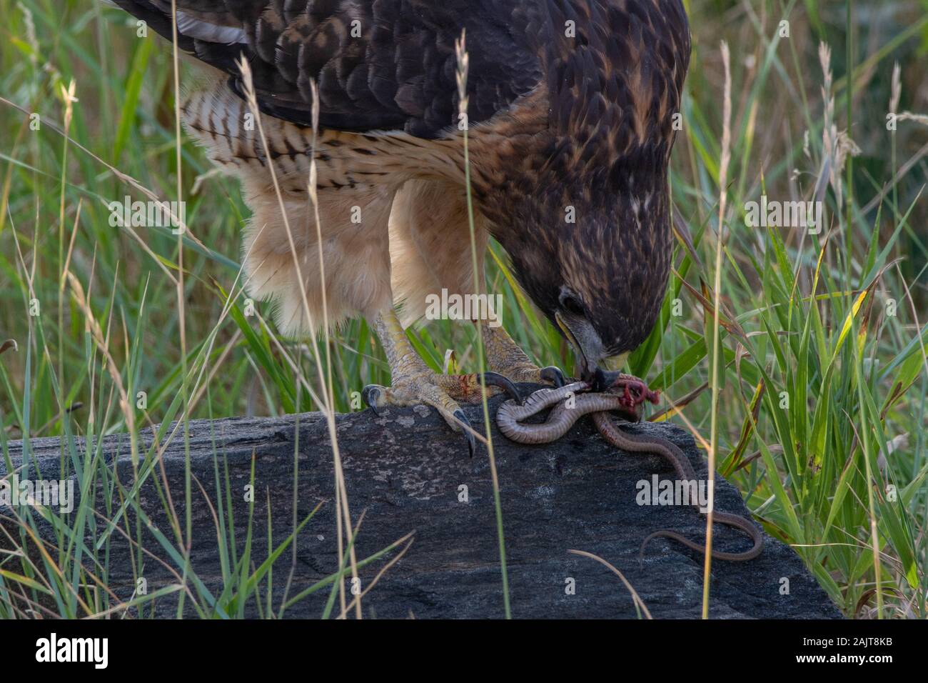 Hawk Eating Snake