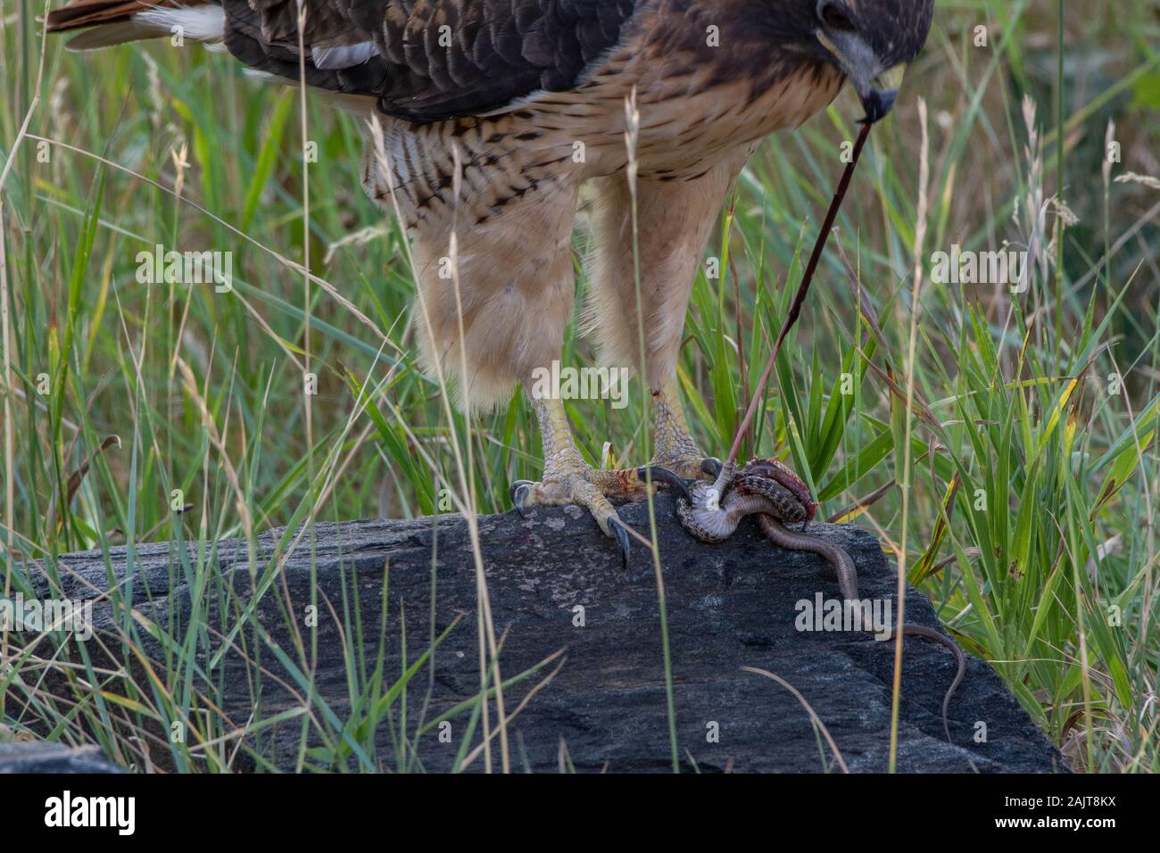 Hawk eating snake hi-res stock photography and images - Alamy