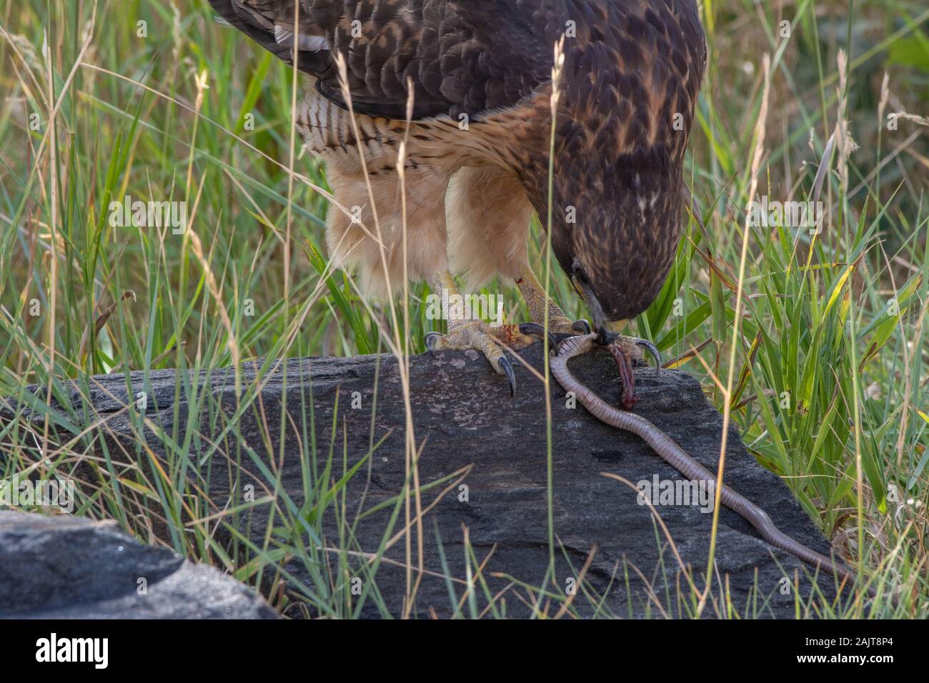 Red tailed snake eating hi-res stock photography and images - Alamy