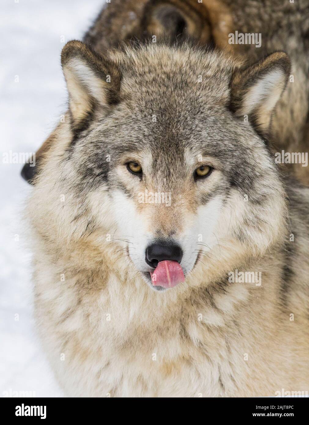 Timber wolf portrait in winter Stock Photo - Alamy