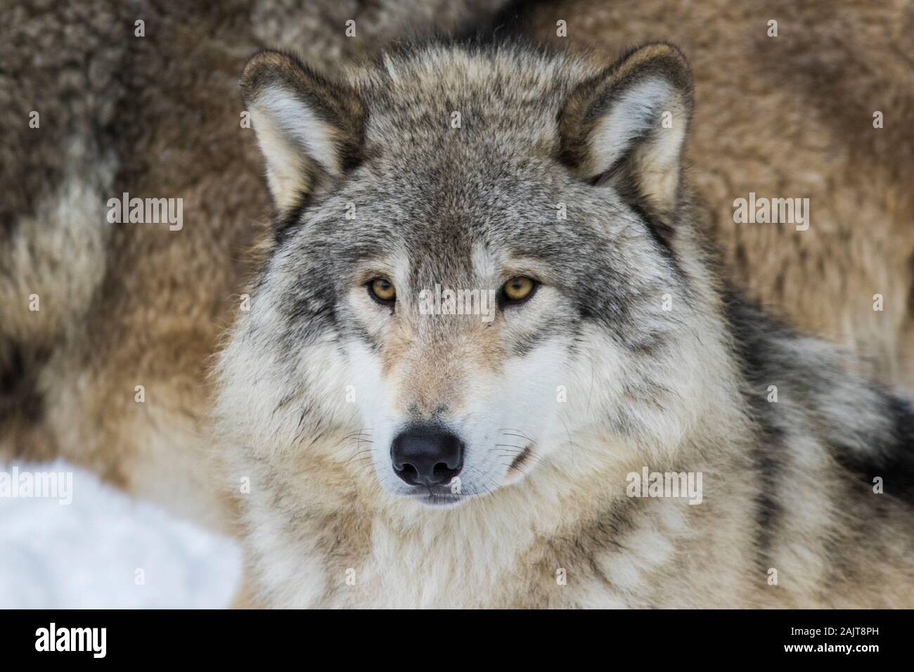 Timber wolf portrait in winter Stock Photo - Alamy