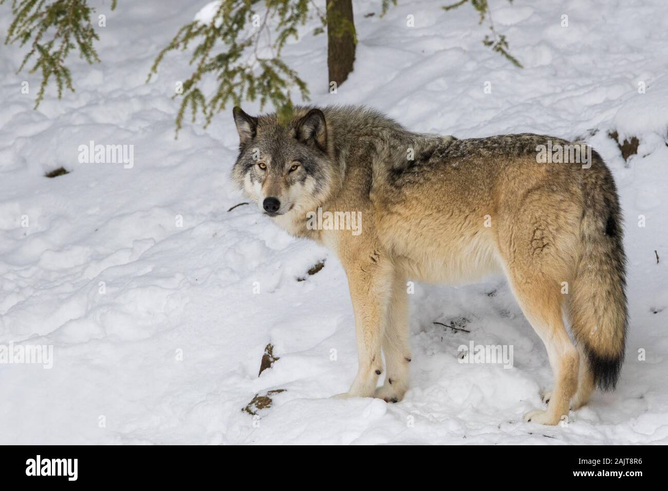 Timber wolf portrait in winter Stock Photo - Alamy