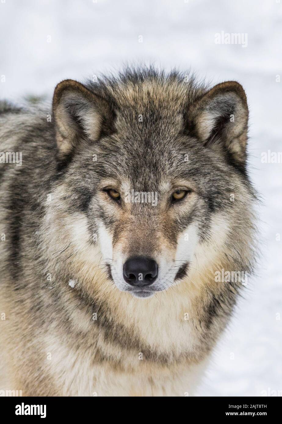 Timber wolf portrait in winter Stock Photo - Alamy