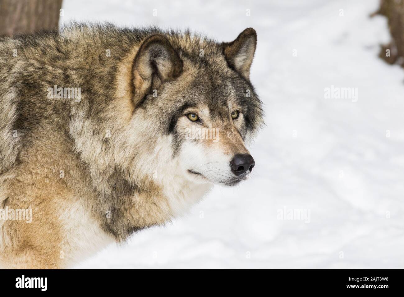 Timber wolf portrait in winter Stock Photo - Alamy