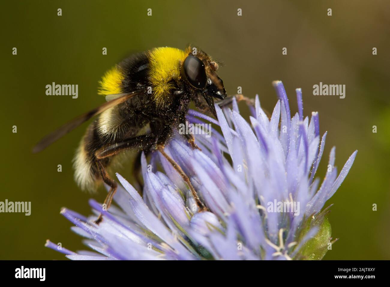 female Volucella bombylans (a bumblebee-mimic hoverfly Stock Photo - Alamy