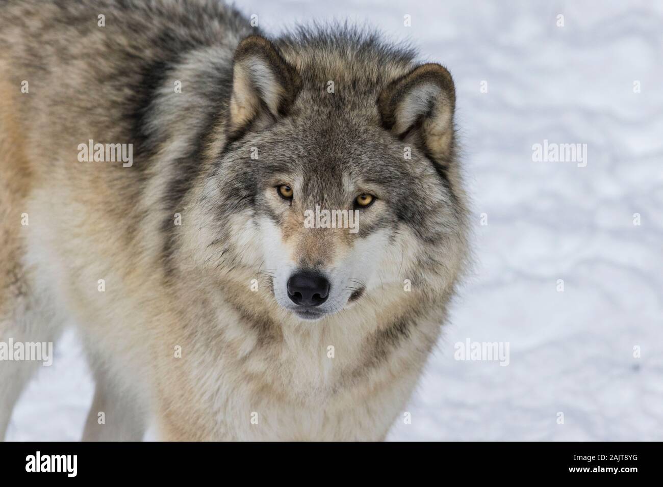 Timber wolf portrait in winter Stock Photo - Alamy