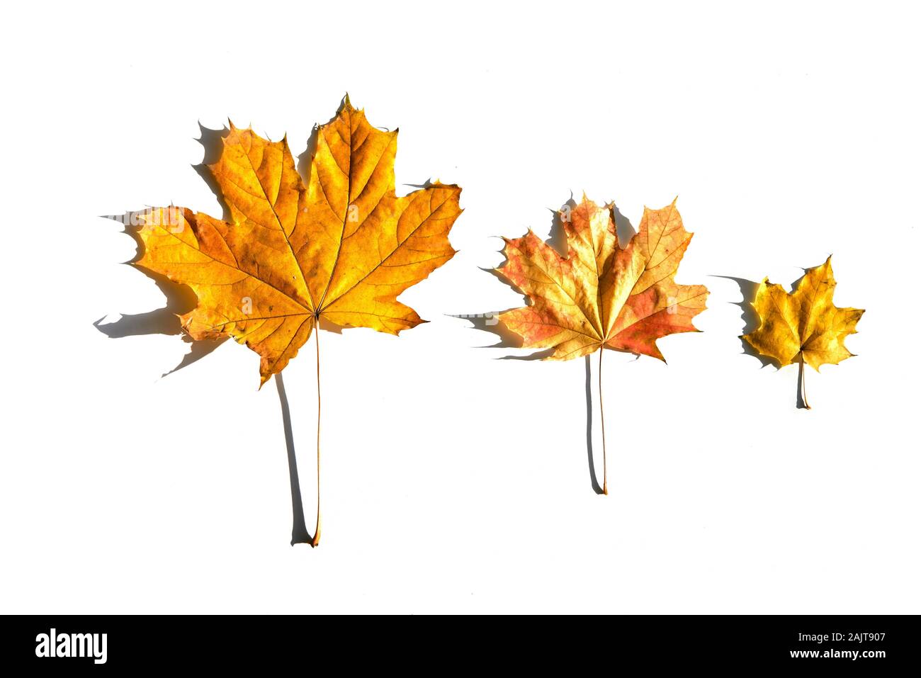 Different size of colorful autumn maple leaves in line on white ...