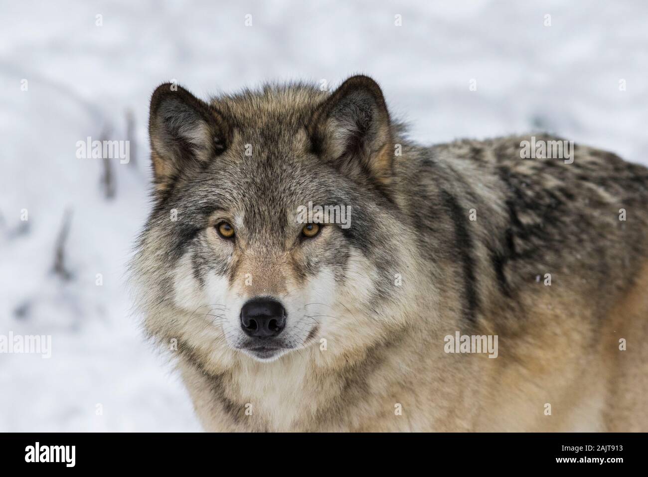 Timer wolf hi-res stock photography and images - Alamy