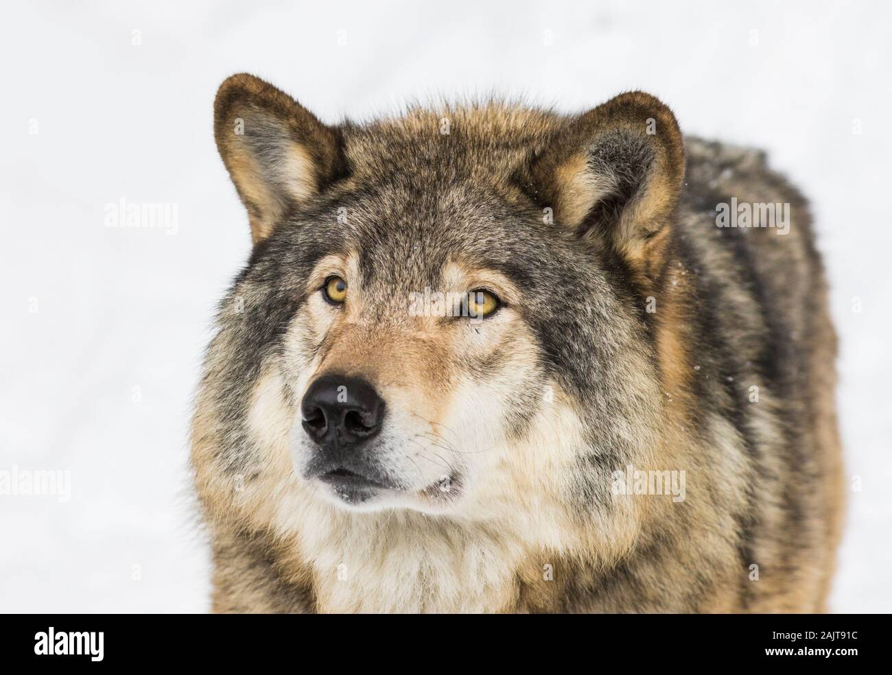 Timber wolf portrait in winter Stock Photo - Alamy
