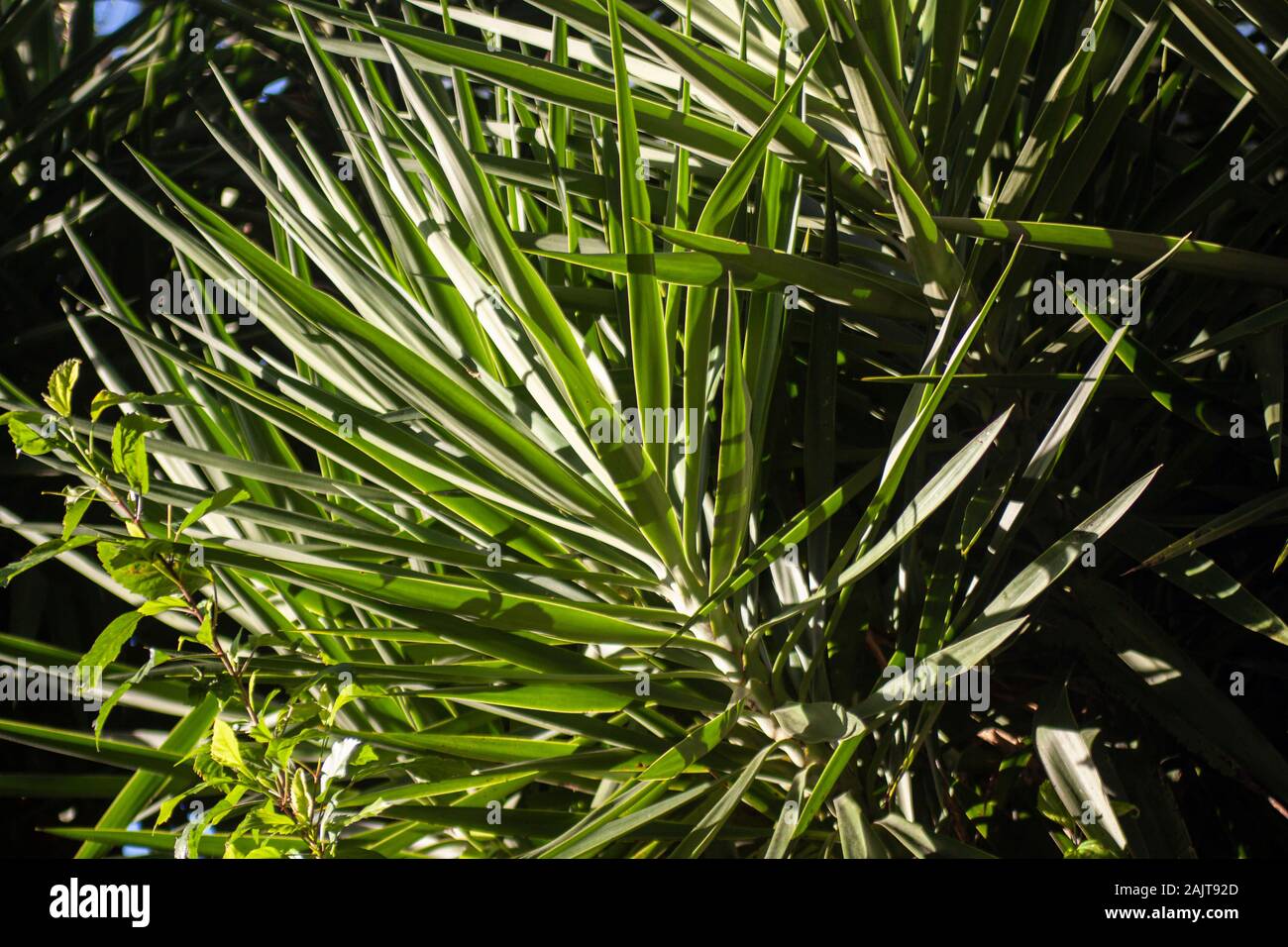 Dominican Palm tree 7 Stock Photo - Alamy