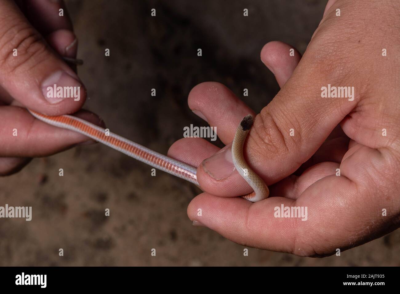 A Plains Black-headed Snake (Tantilla nigriceps) from Otero County ...