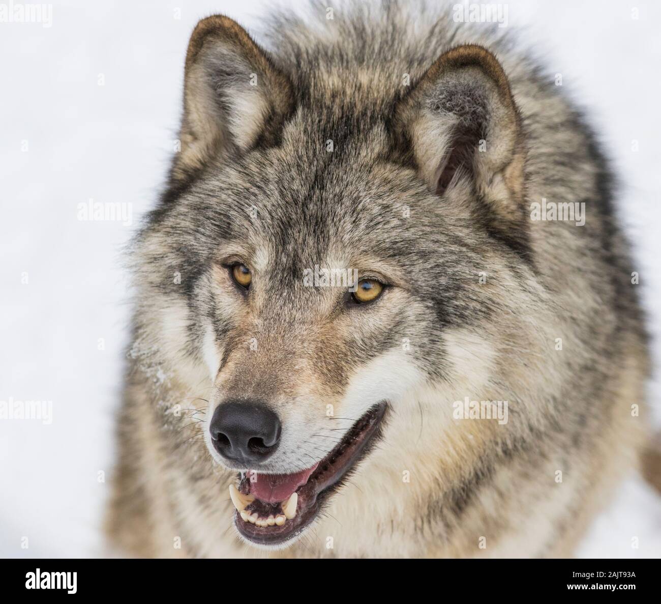 Timber wolf portrait in winter Stock Photo - Alamy
