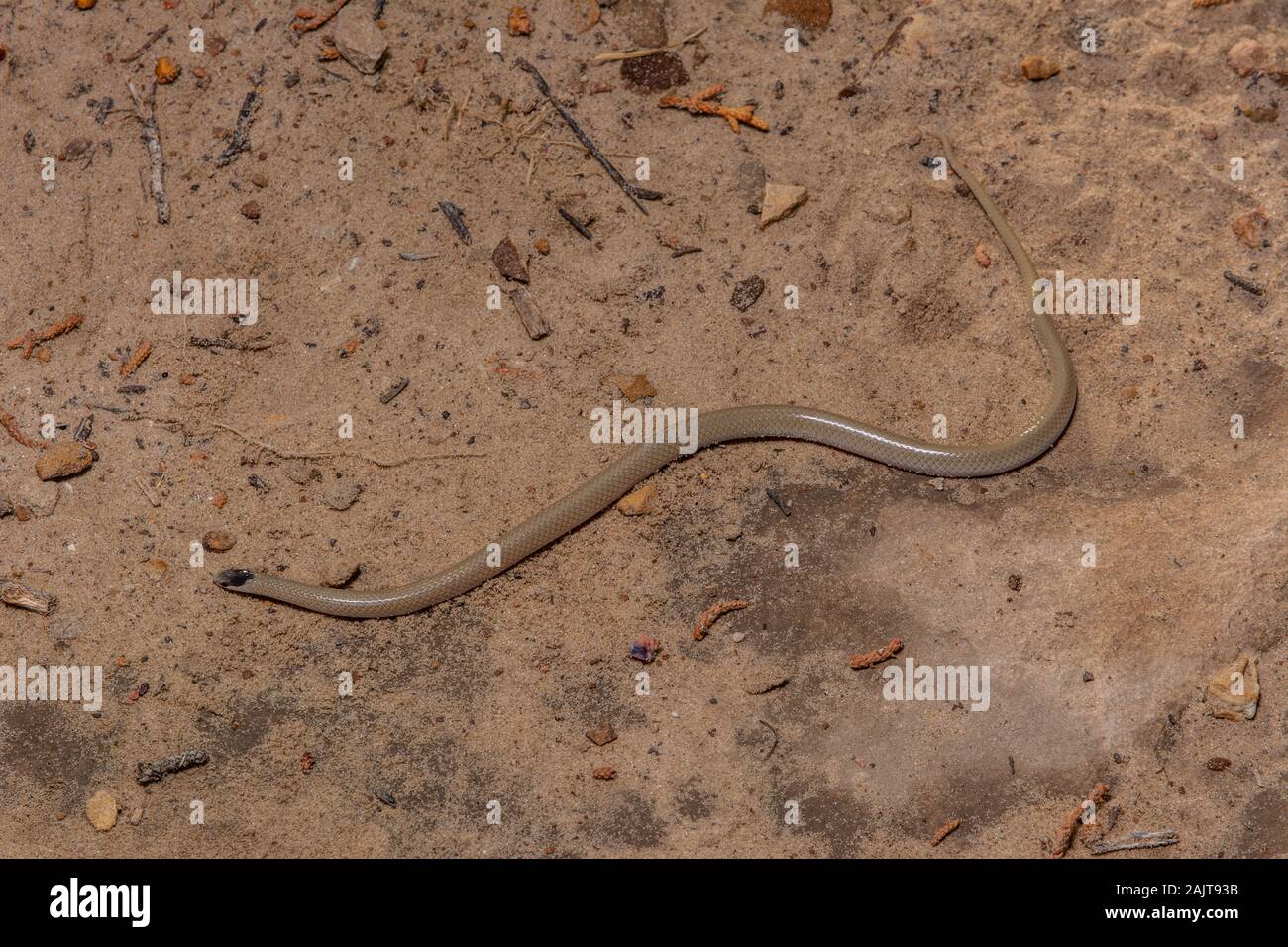 A Plains Black-headed Snake (Tantilla nigriceps) from Otero County ...