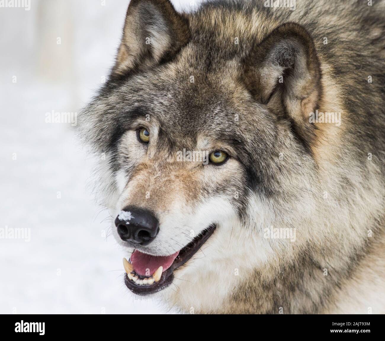 Timber wolf portrait in winter Stock Photo - Alamy