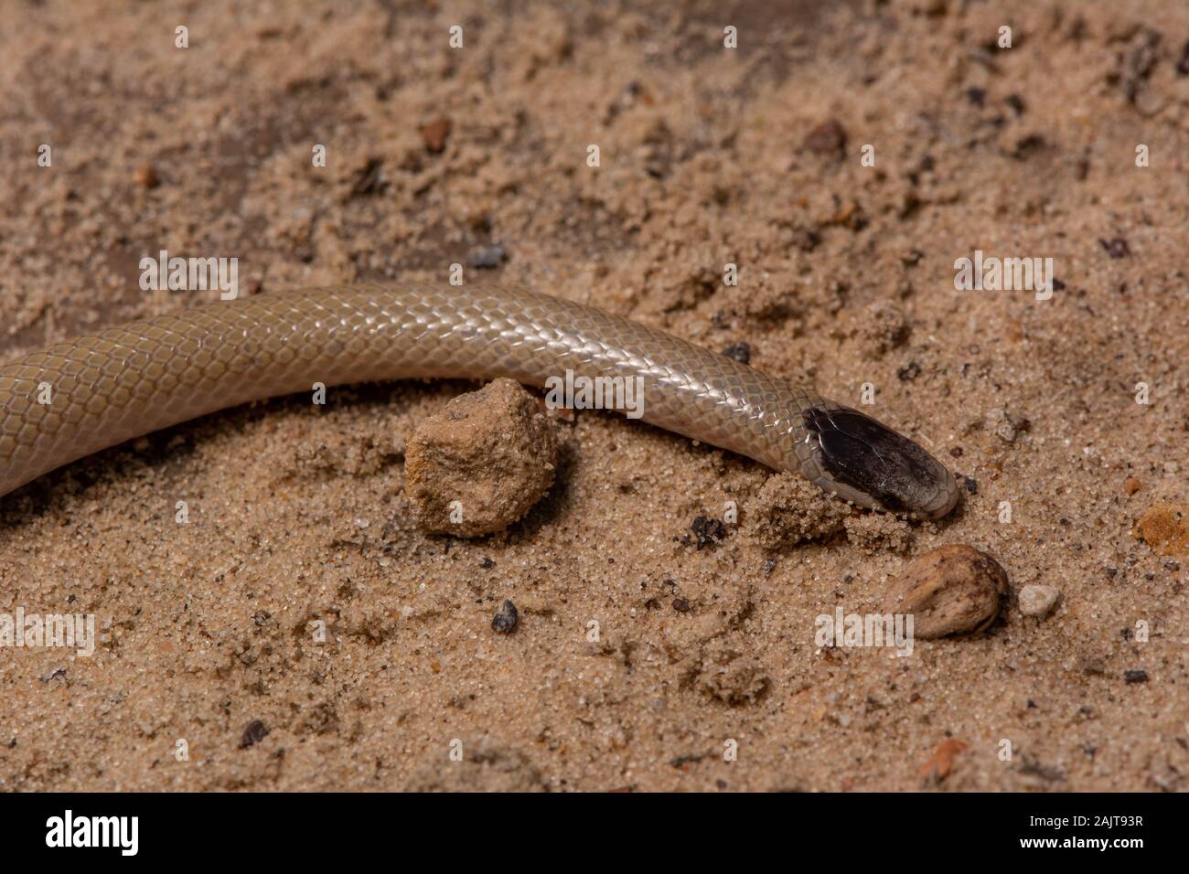 A Plains Black-headed Snake (Tantilla nigriceps) from Otero County ...