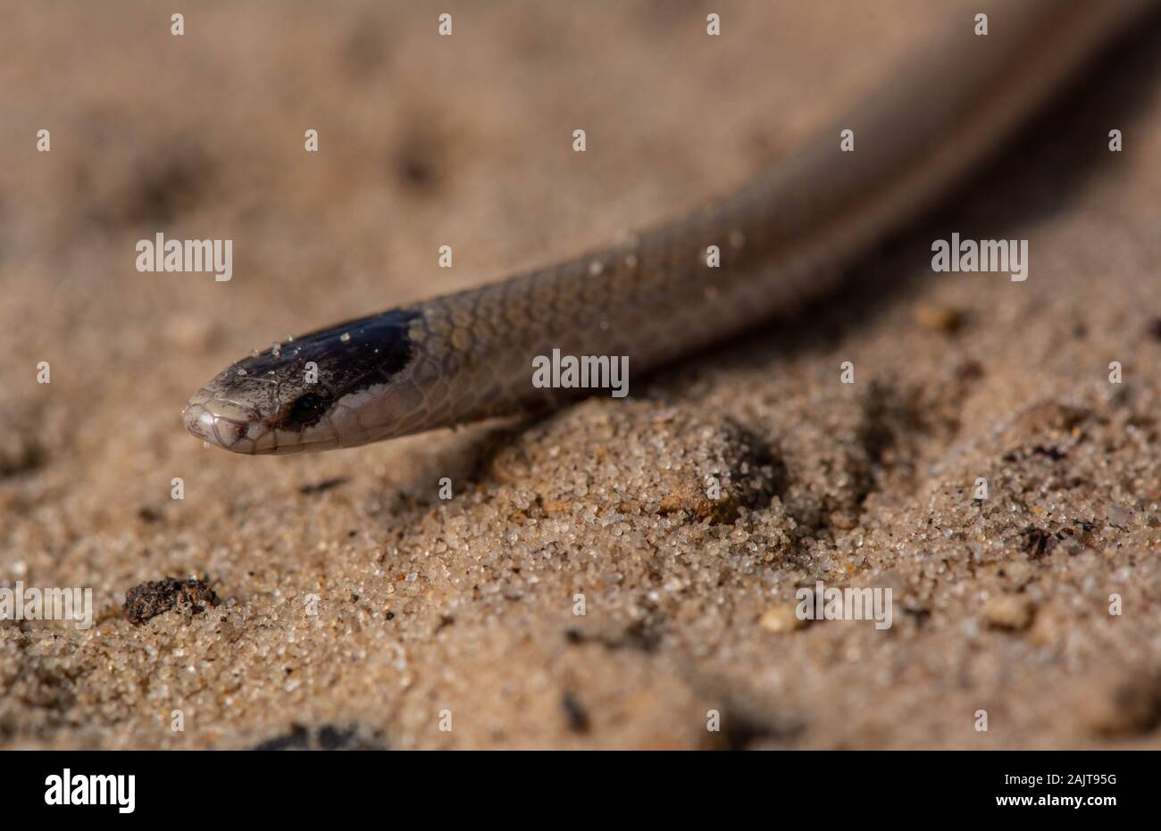 Plains Black-headed Snake (Tantilla nigriceps) from Otero County ...