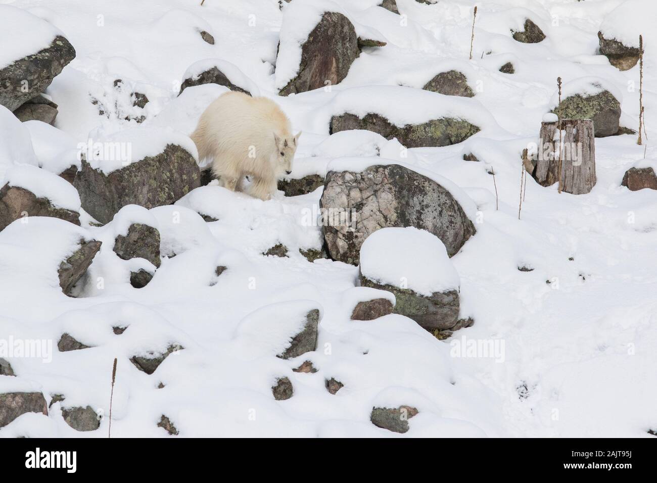 mountain goat in winter Stock Photo - Alamy