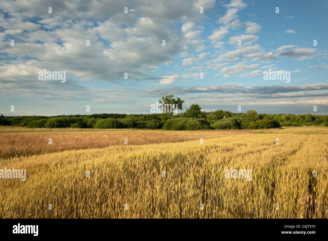 Field with grain, trees on the horizon and clouds on the blue sky Stock ...