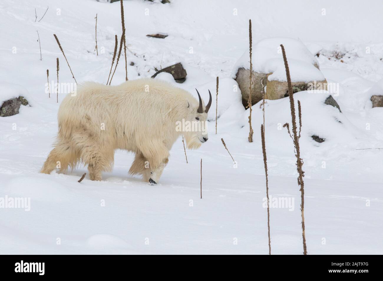 mountain goat in winter Stock Photo - Alamy