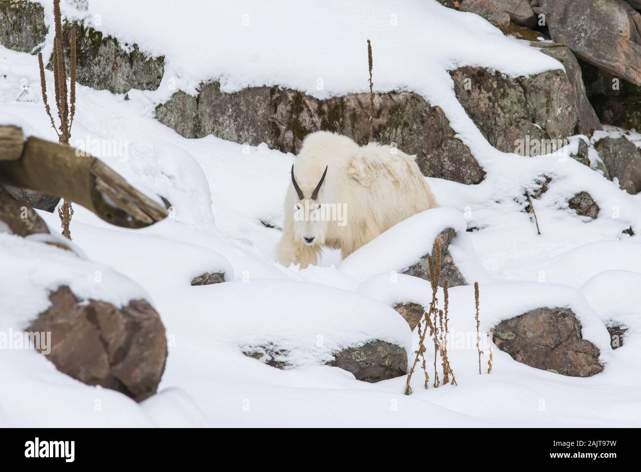 mountain goat in winter Stock Photo - Alamy
