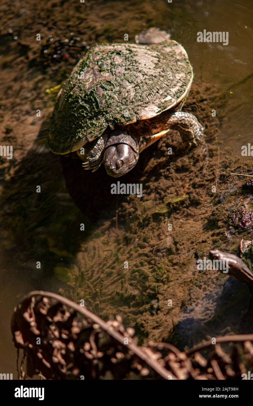 Dominican Turtle in lagoon 3 Stock Photo - Alamy