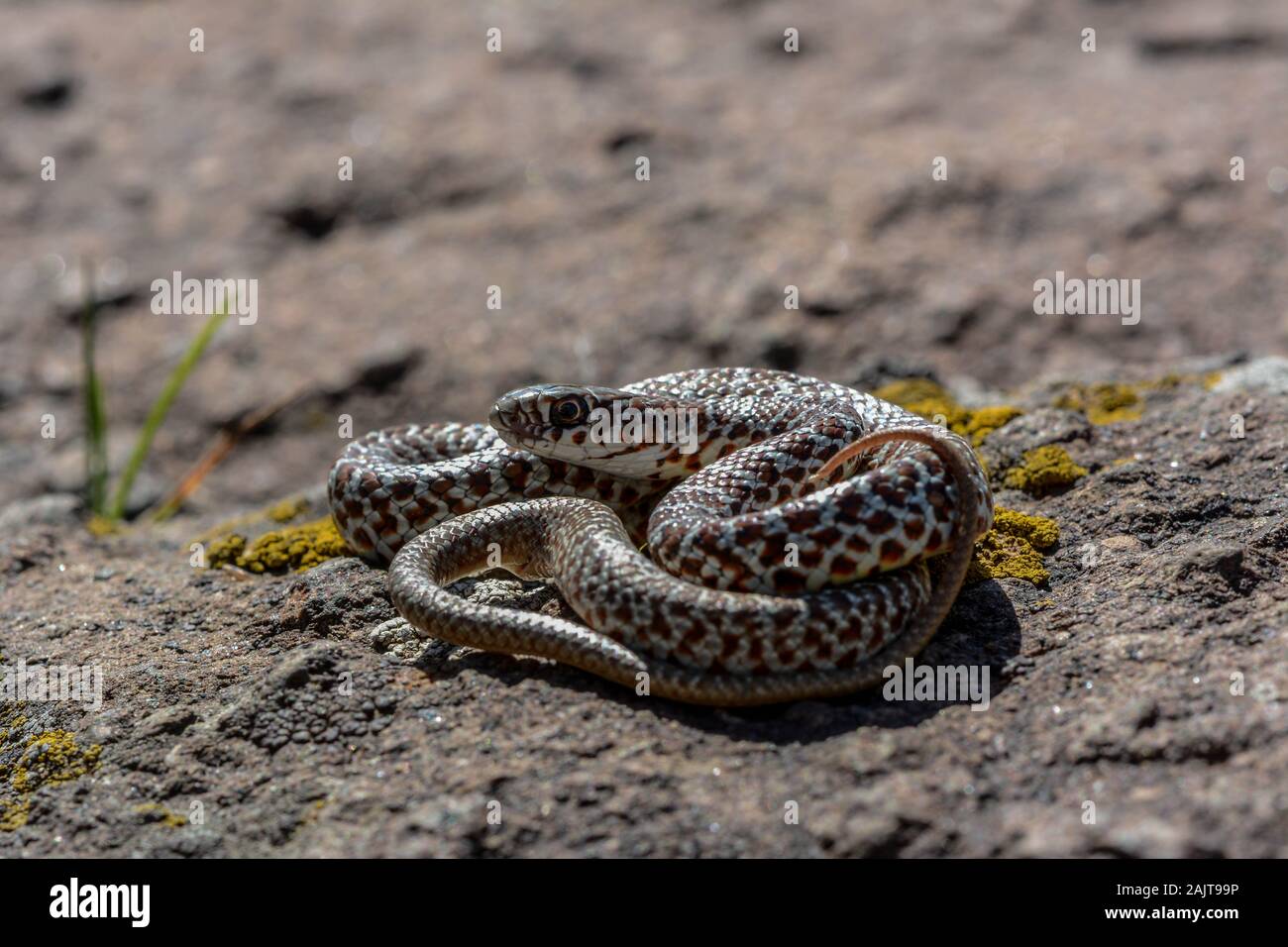 A juvenile Eastern Yellow-bellied Racer (Coluber constrictor ...