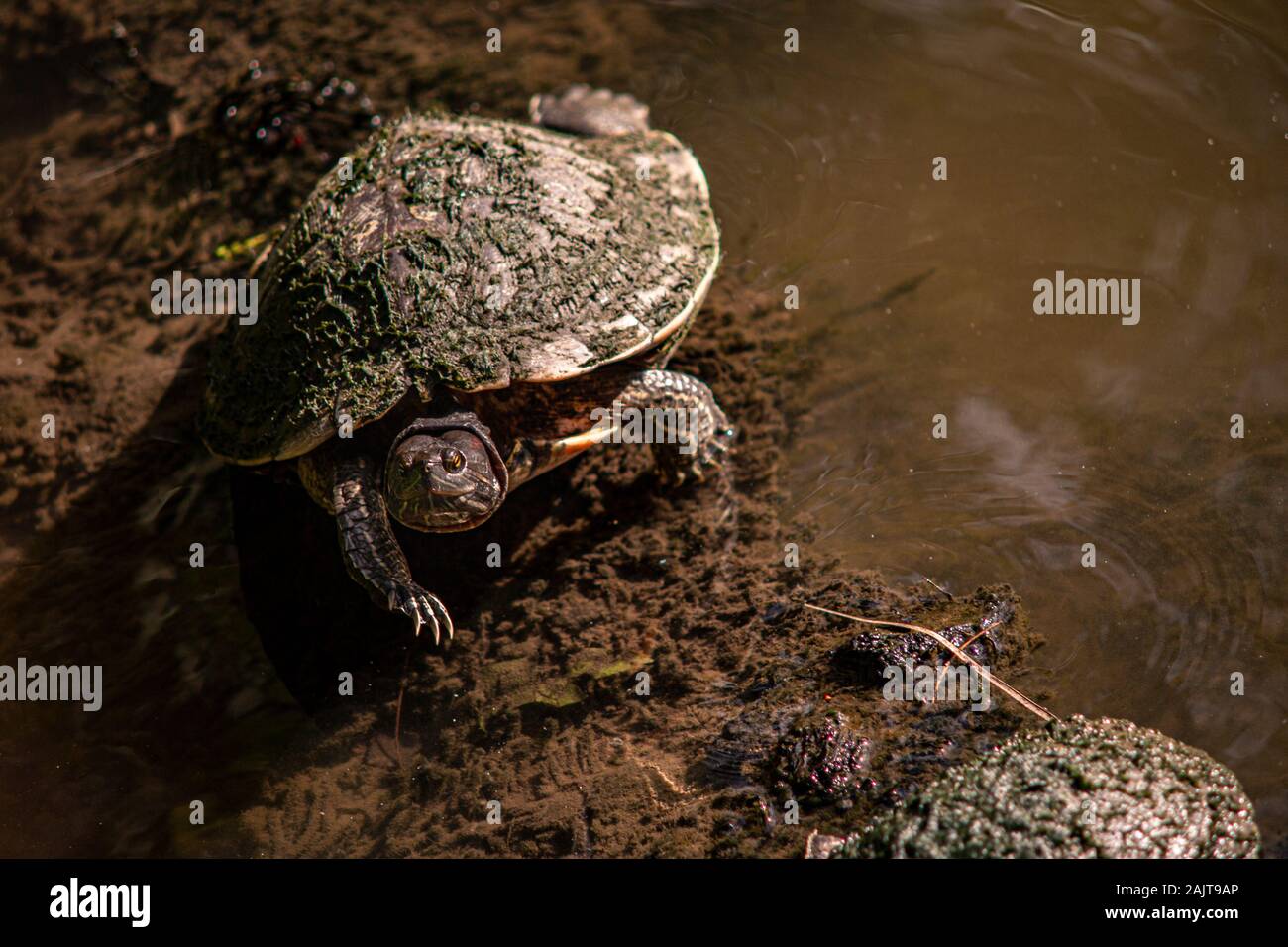 Dominican Turtle in lagoon 4 Stock Photo - Alamy