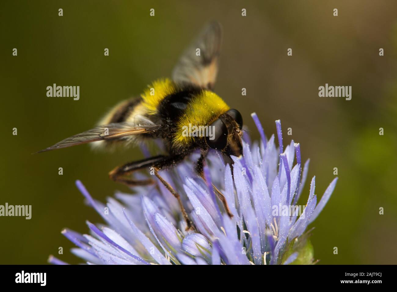 female Volucella bombylans (a bumblebee-mimic hoverfly Stock Photo - Alamy