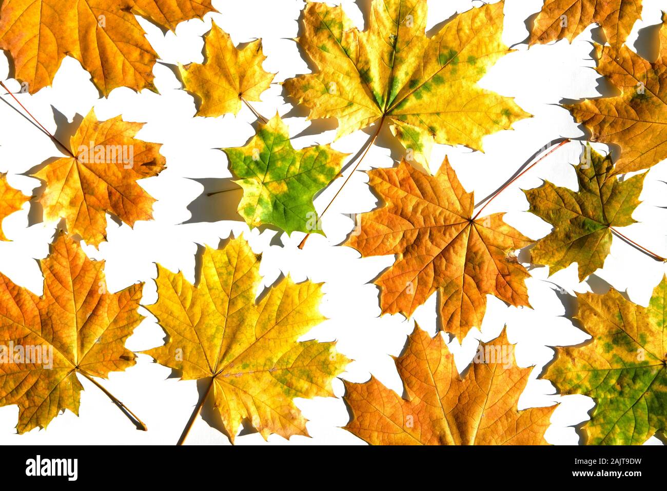 Fallen colorful autumn maple leaves isolated on white background with ...