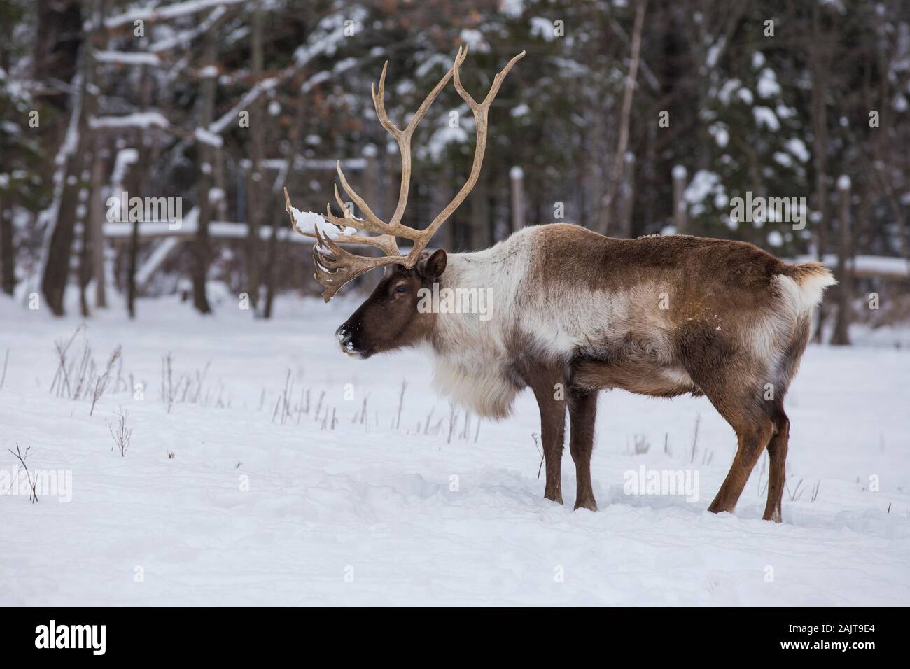 Woodland caribou hi-res stock photography and images - Alamy