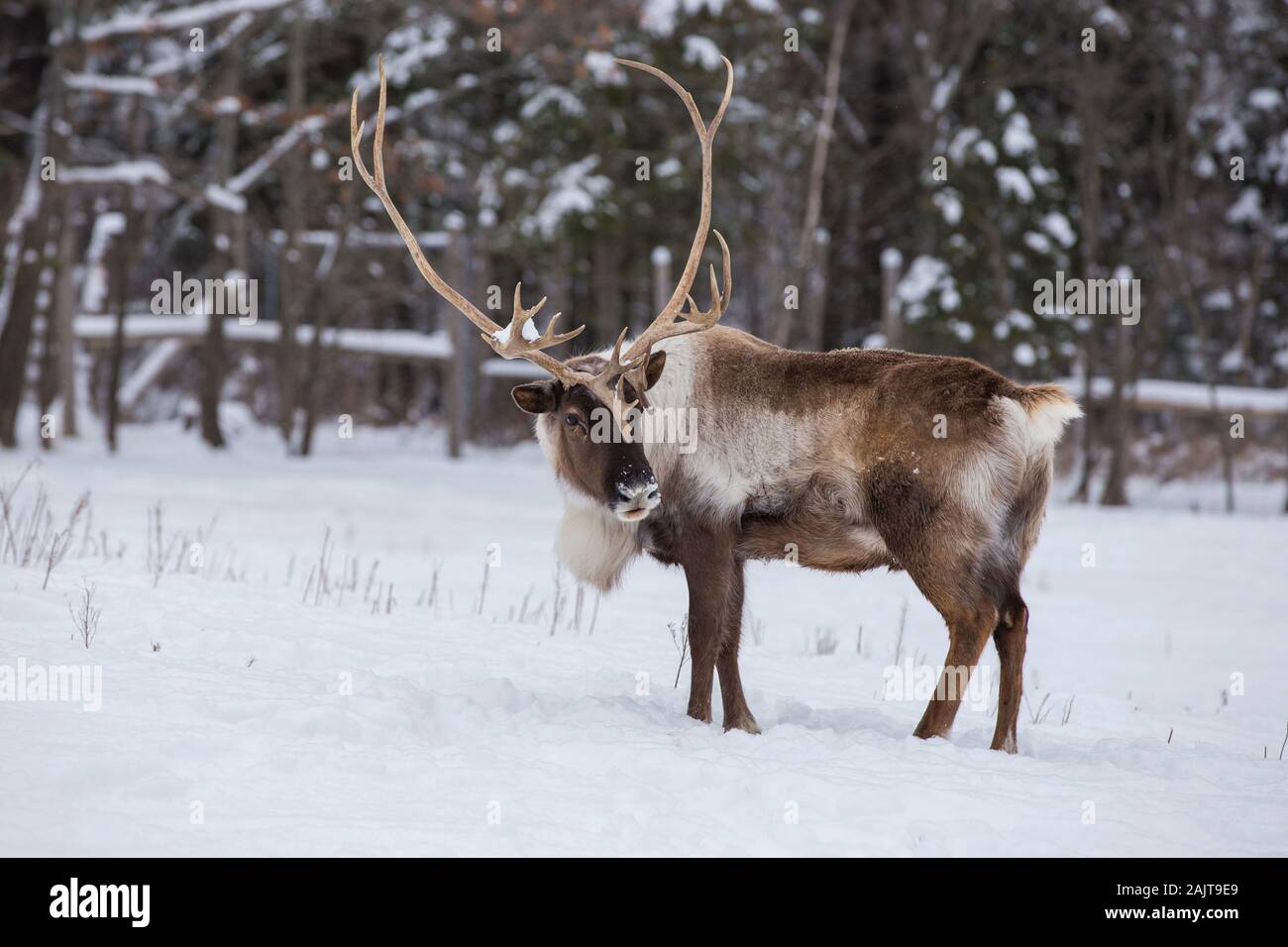 Caribou In Winter