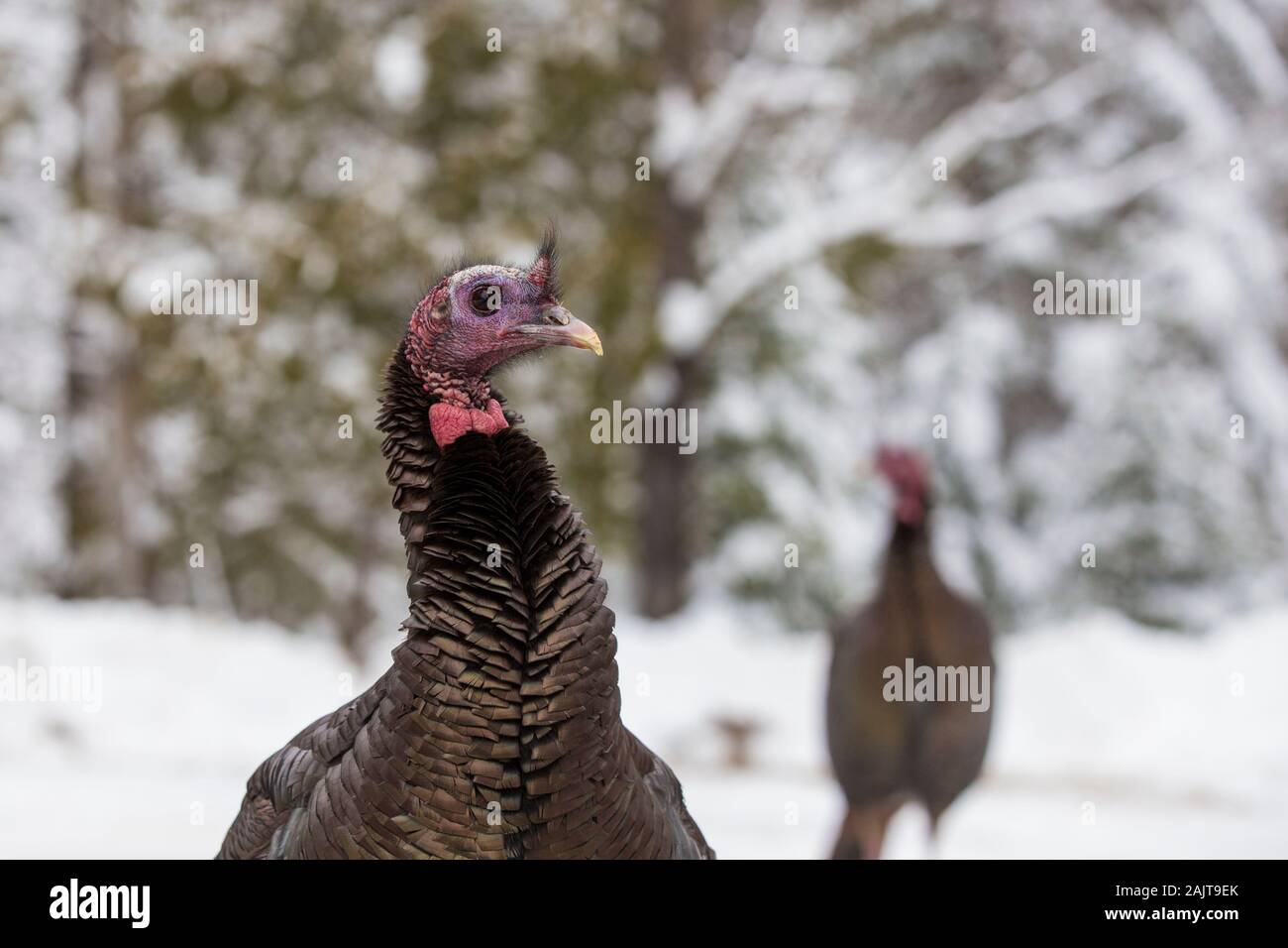 wild turkey in winter Stock Photo - Alamy